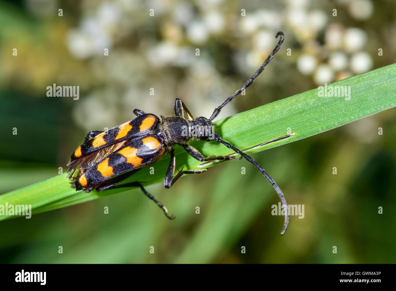 Longhorn beetle hi-res stock photography and images - Alamy
