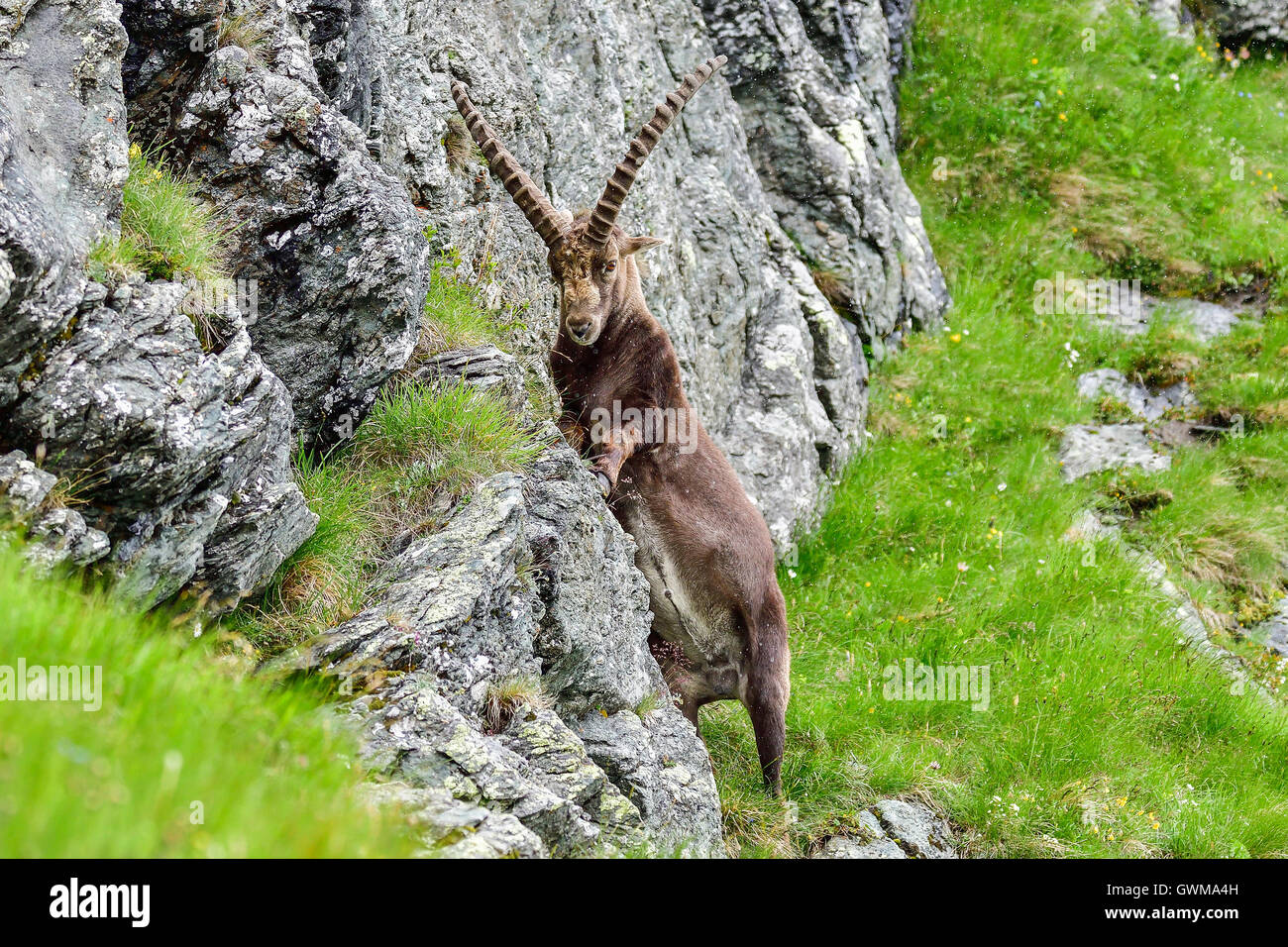 Alpine ibex portrait looking hi-res stock photography and images - Alamy