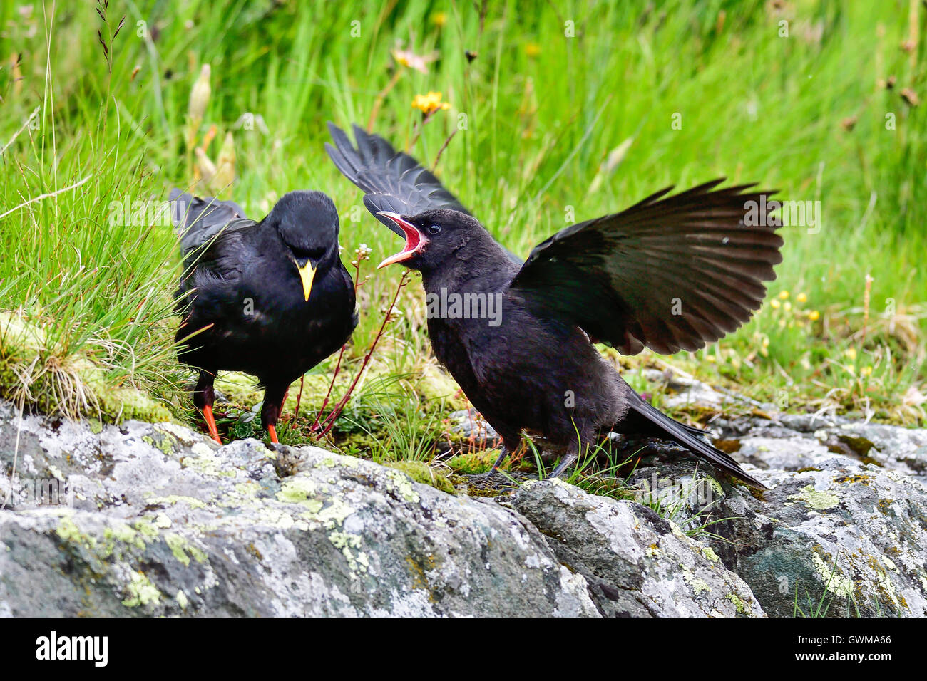 Alpine chough hi-res stock photography and images - Alamy