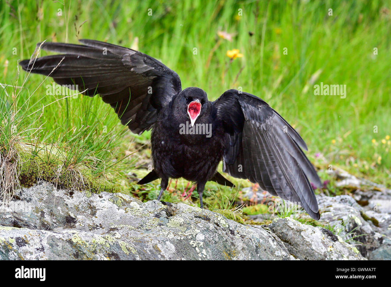 Alpine chough hi-res stock photography and images - Alamy
