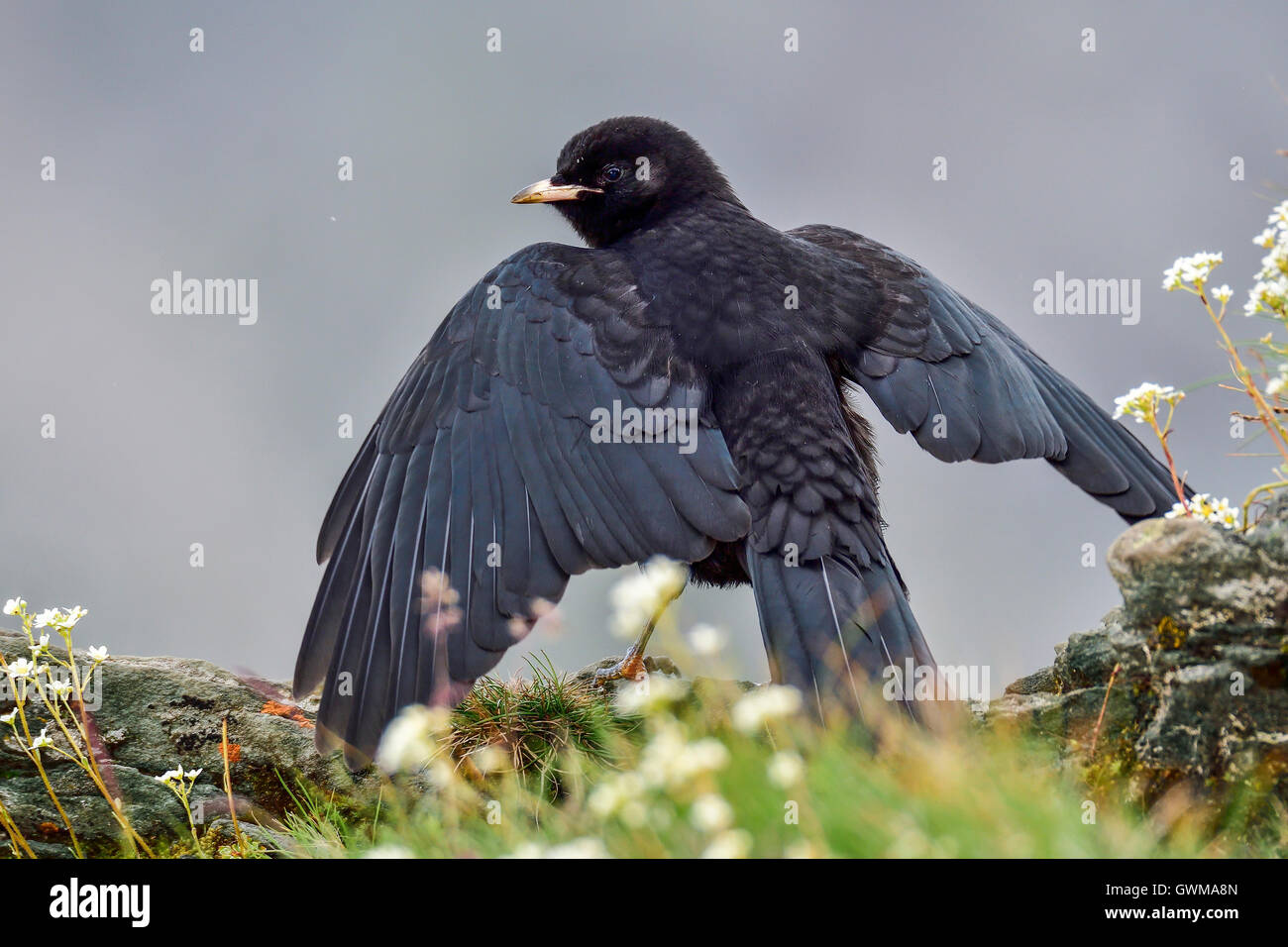 Chough bird hi-res stock photography and images - Alamy