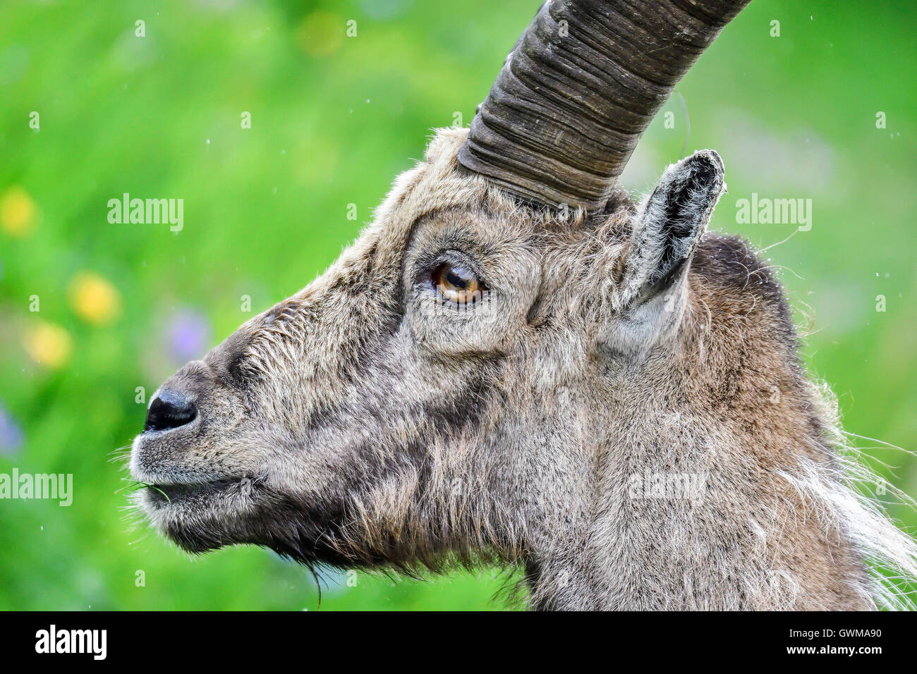 Ibex eye hi-res stock photography and images - Alamy