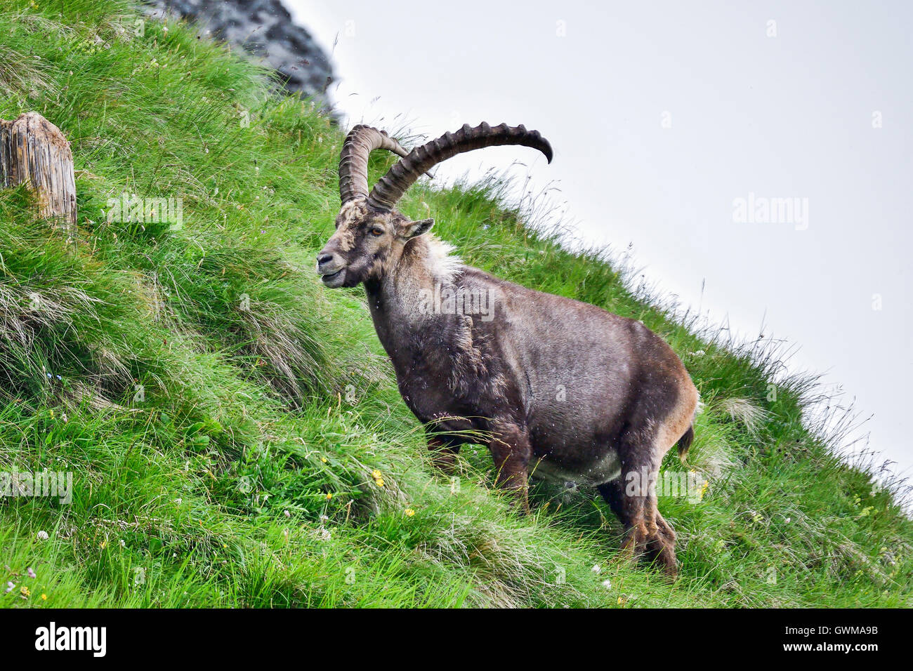 Alpine fauna hi-res stock photography and images - Alamy