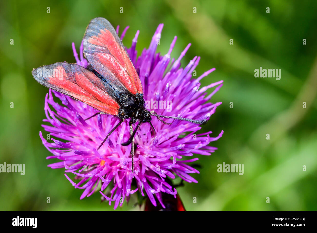 How transparent hi-res stock photography and images - Alamy