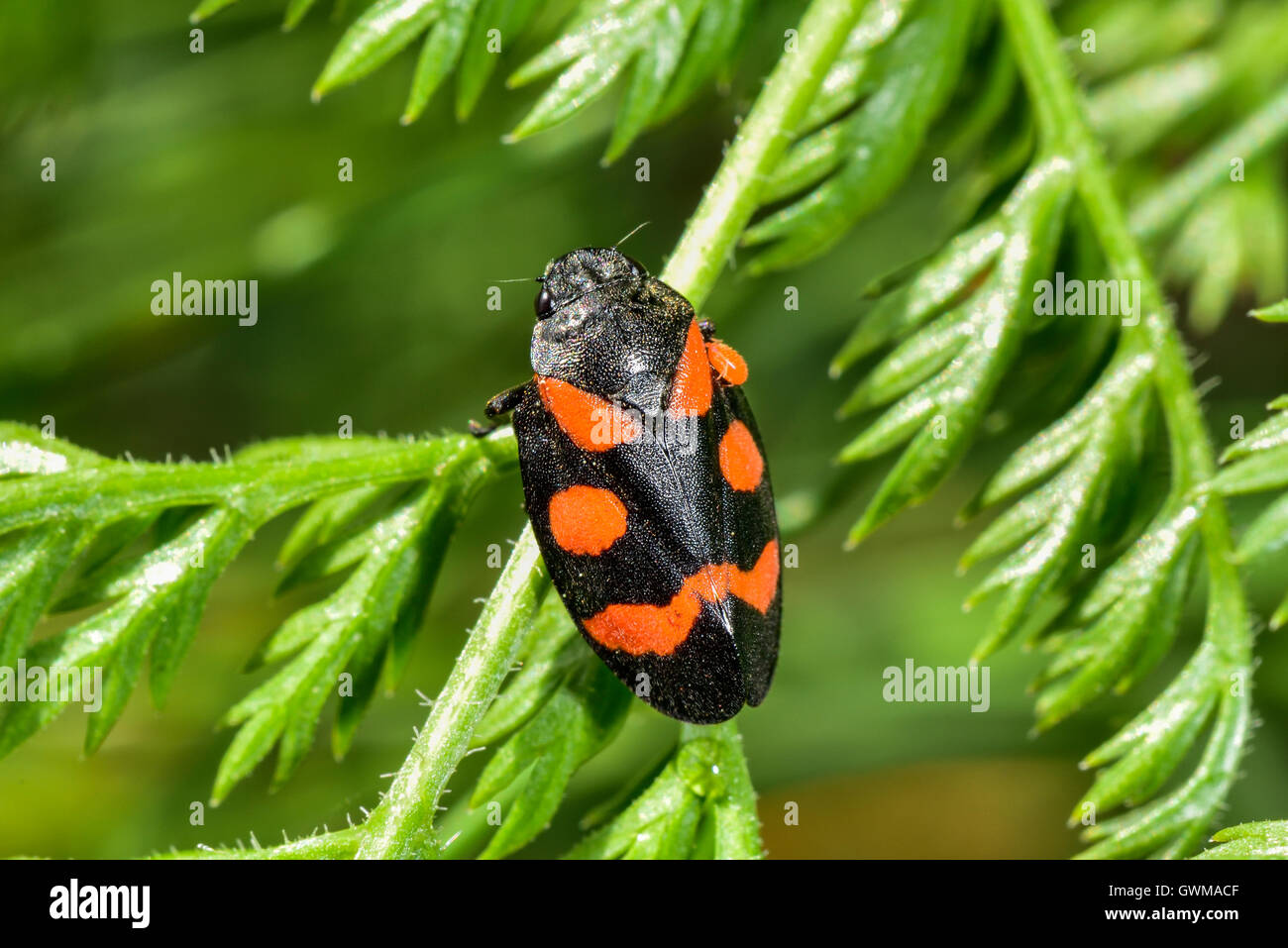 Red and black bug hi-res stock photography and images - Alamy