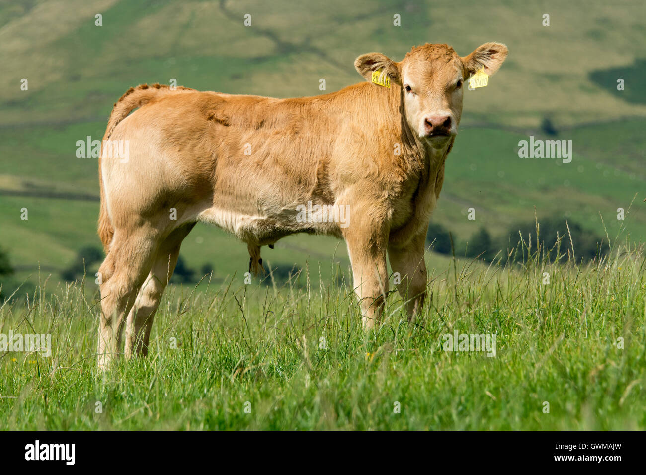 British Blonde calves in upland pasture, Cumbria, UK Stock Photo - Alamy