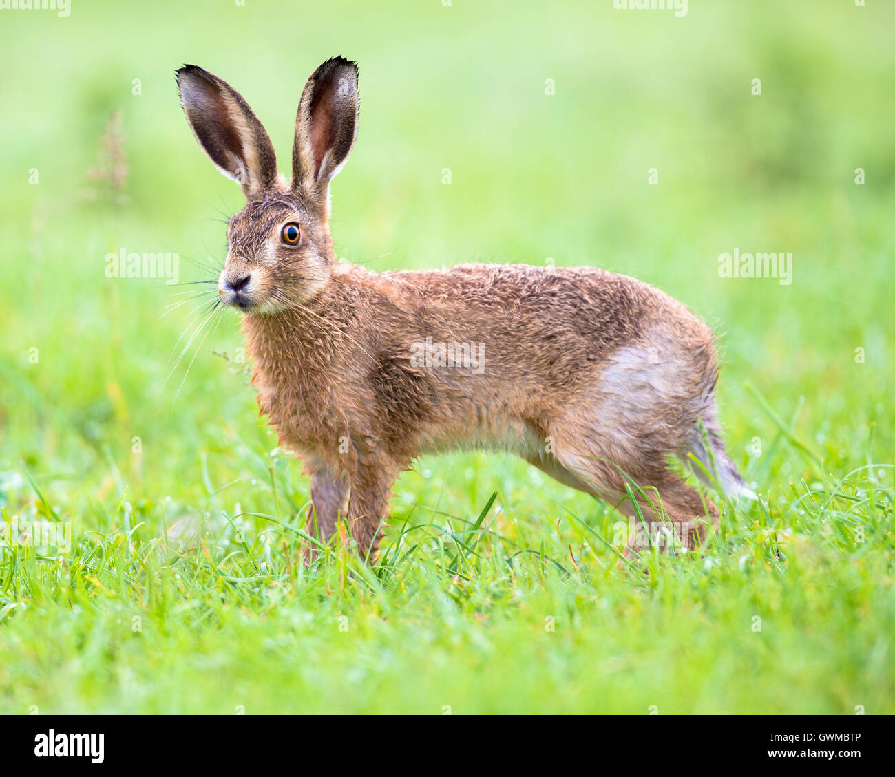 A brown hare in a Summer meadow Stock Photo - Alamy