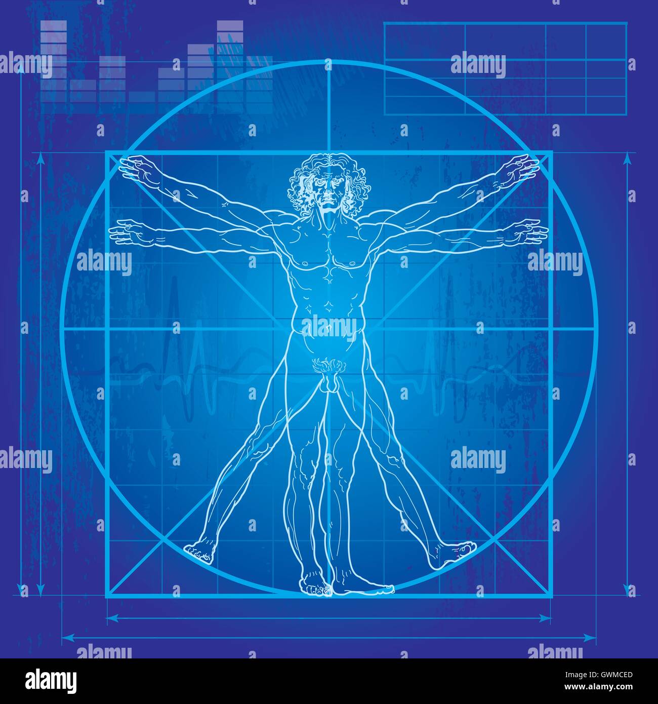 Vitruvian man anatomy hi-res stock photography and images - Alamy