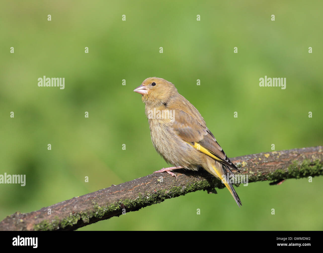 Juvenile European Greenfinch, also known simply as Greenfinch, perched ...