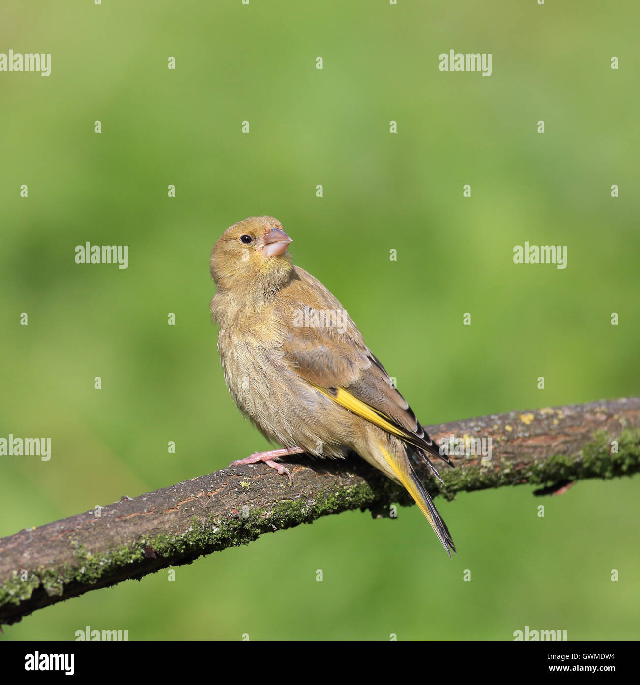 Scottish garden bird hi-res stock photography and images - Alamy