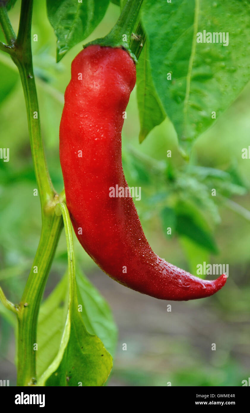Bush of red long hot pepper growing Stock Photo - Alamy