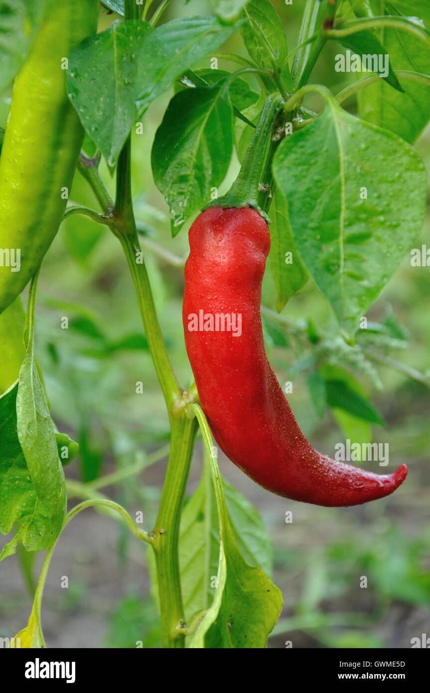 Bush of red long hot pepper growing Stock Photo - Alamy
