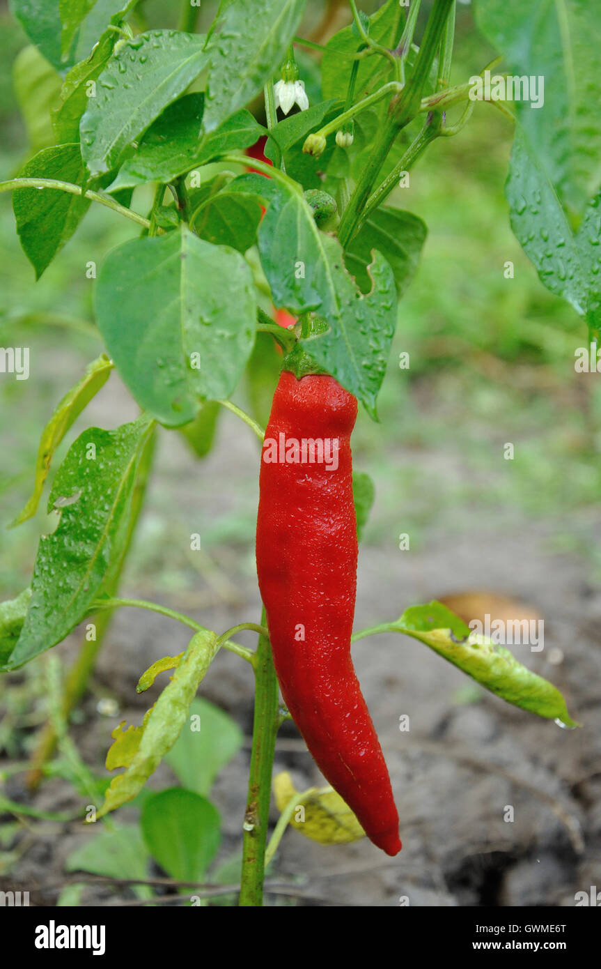 Bush of red long hot pepper growing Stock Photo - Alamy