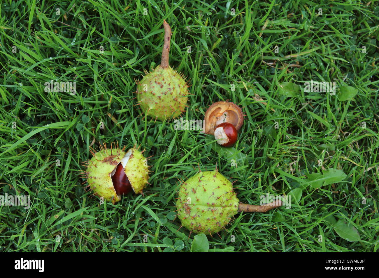 Conkers, horse chestnuts Stock Photo - Alamy