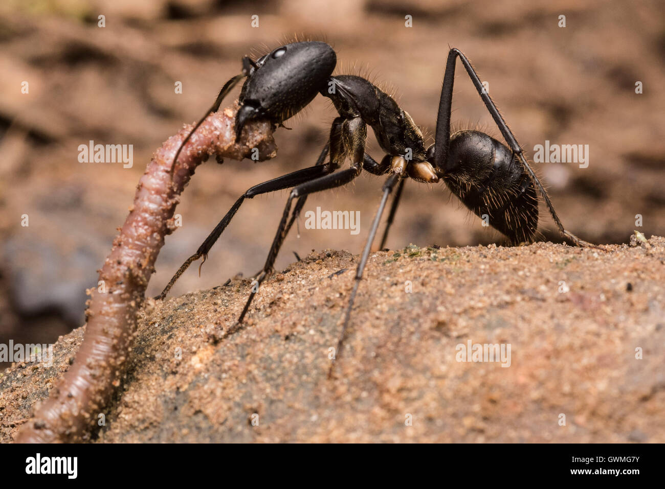 A predatory ant struggles with an earthworm on the jungle floor in ...