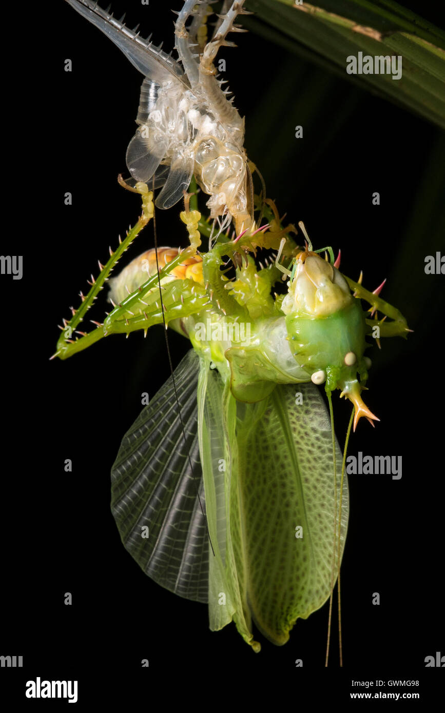 Exoskeleton shedding hi-res stock photography and images - Alamy