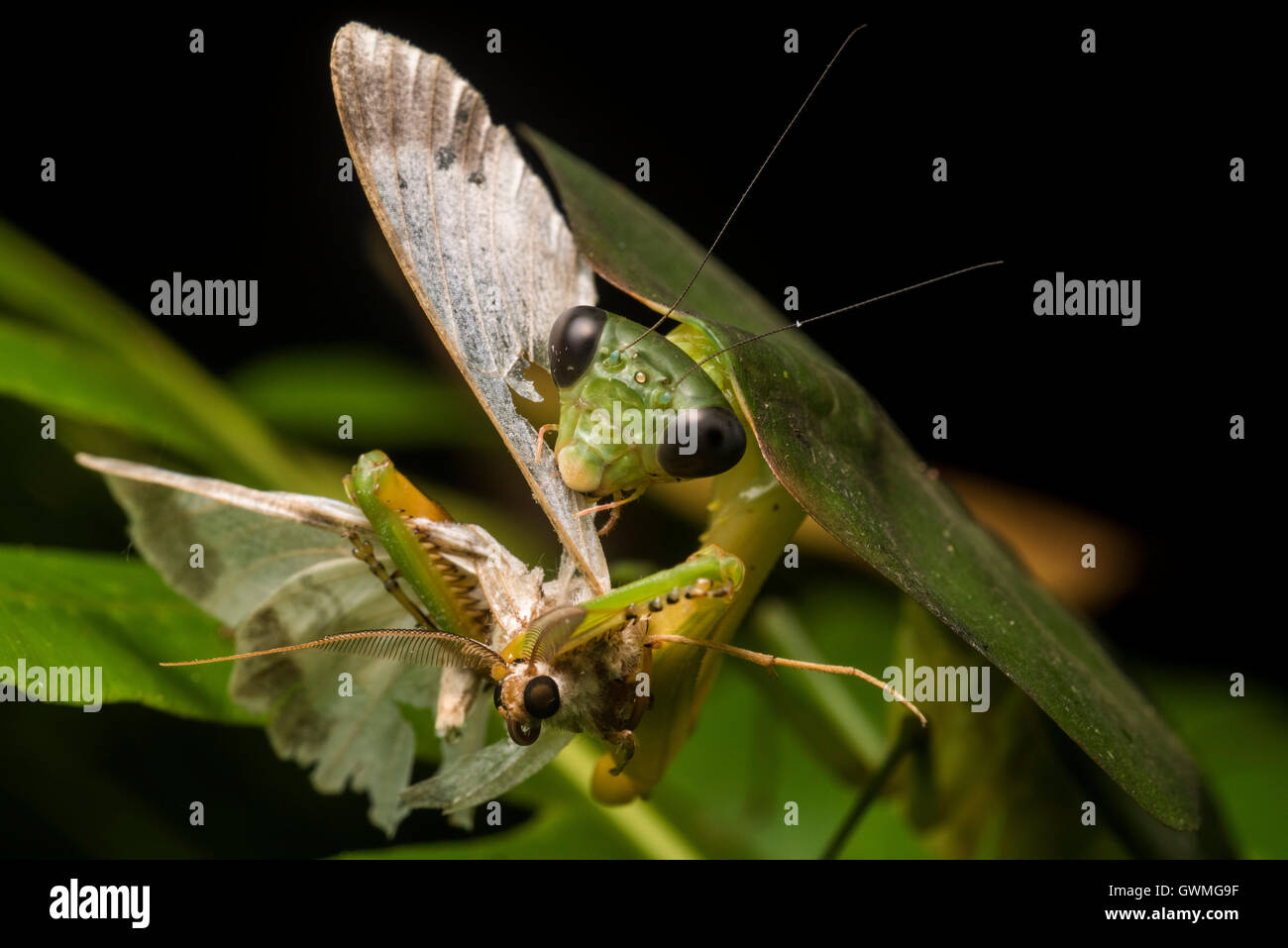 A peruvian shield mantis (Choeradodis rhombicollis) consumes a white ...