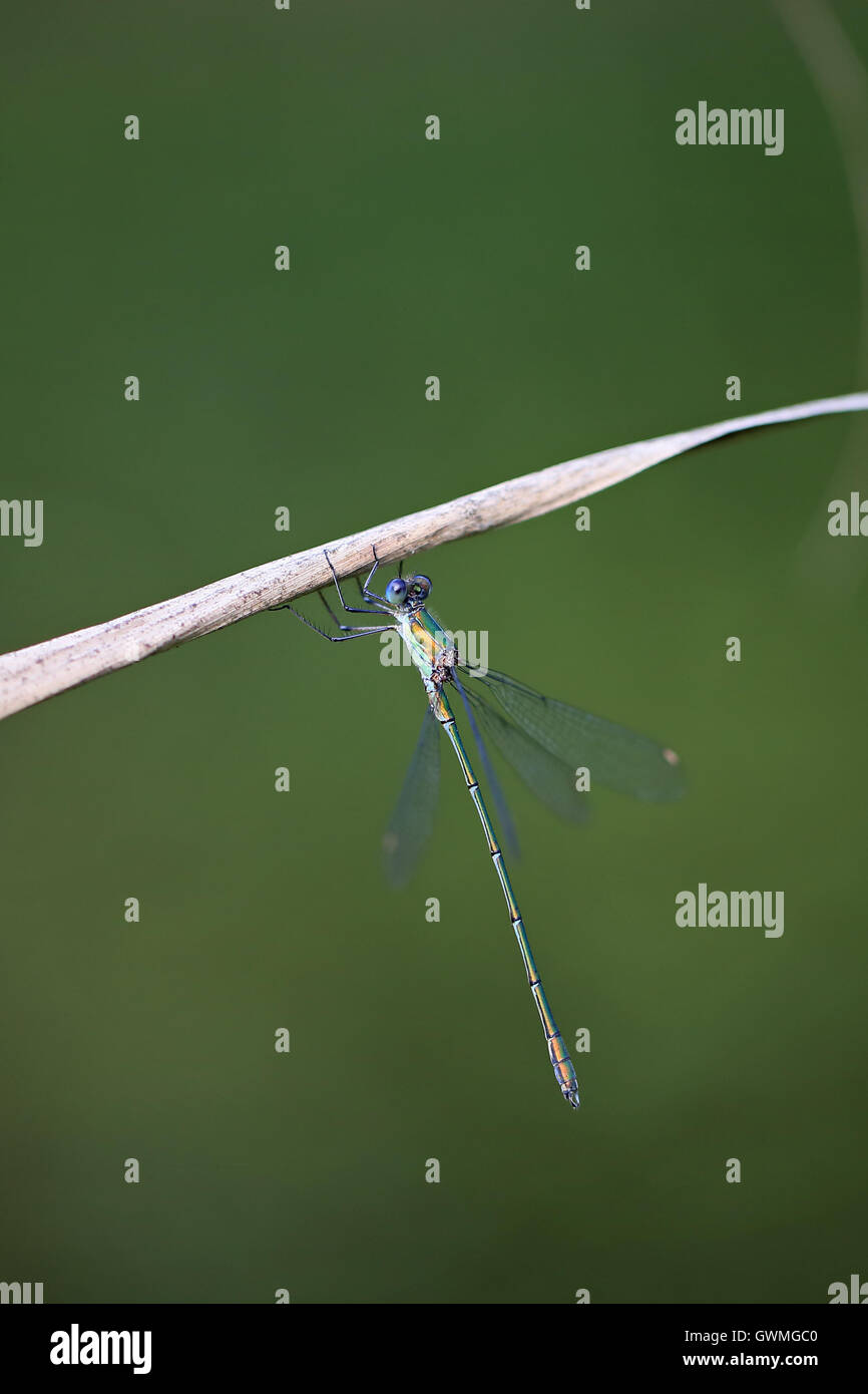 Western Willow Spreadwing (Lestes viridis Stock Photo - Alamy