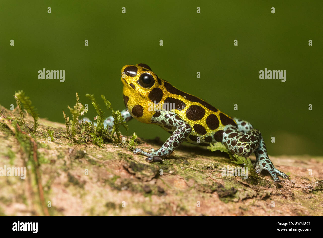 A male mimic poison frog (Ranitomeya imitator) calling from a branch ...