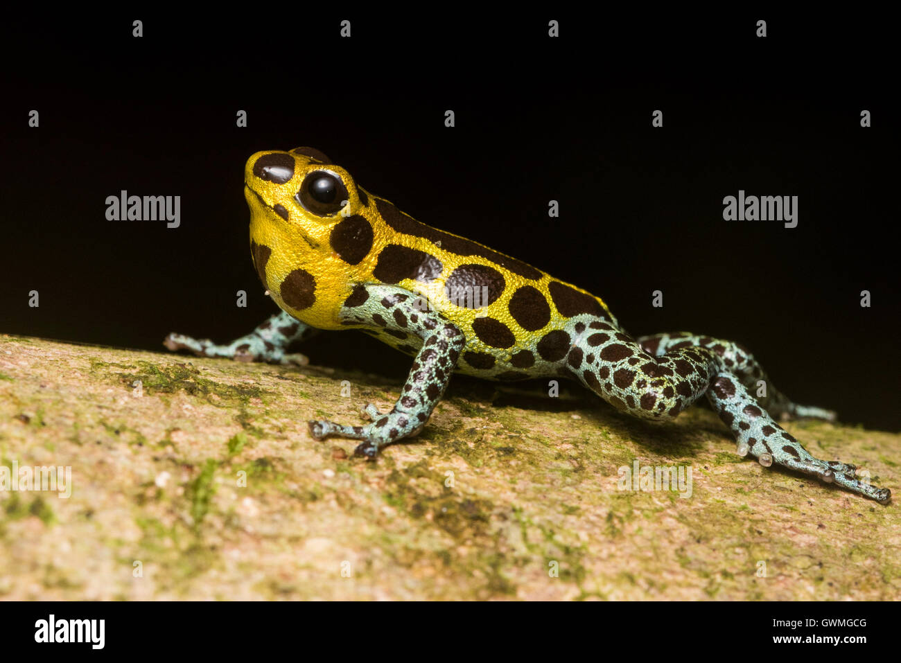 A male mimic poison frog (Ranitomeya imitator) calling from a branch ...
