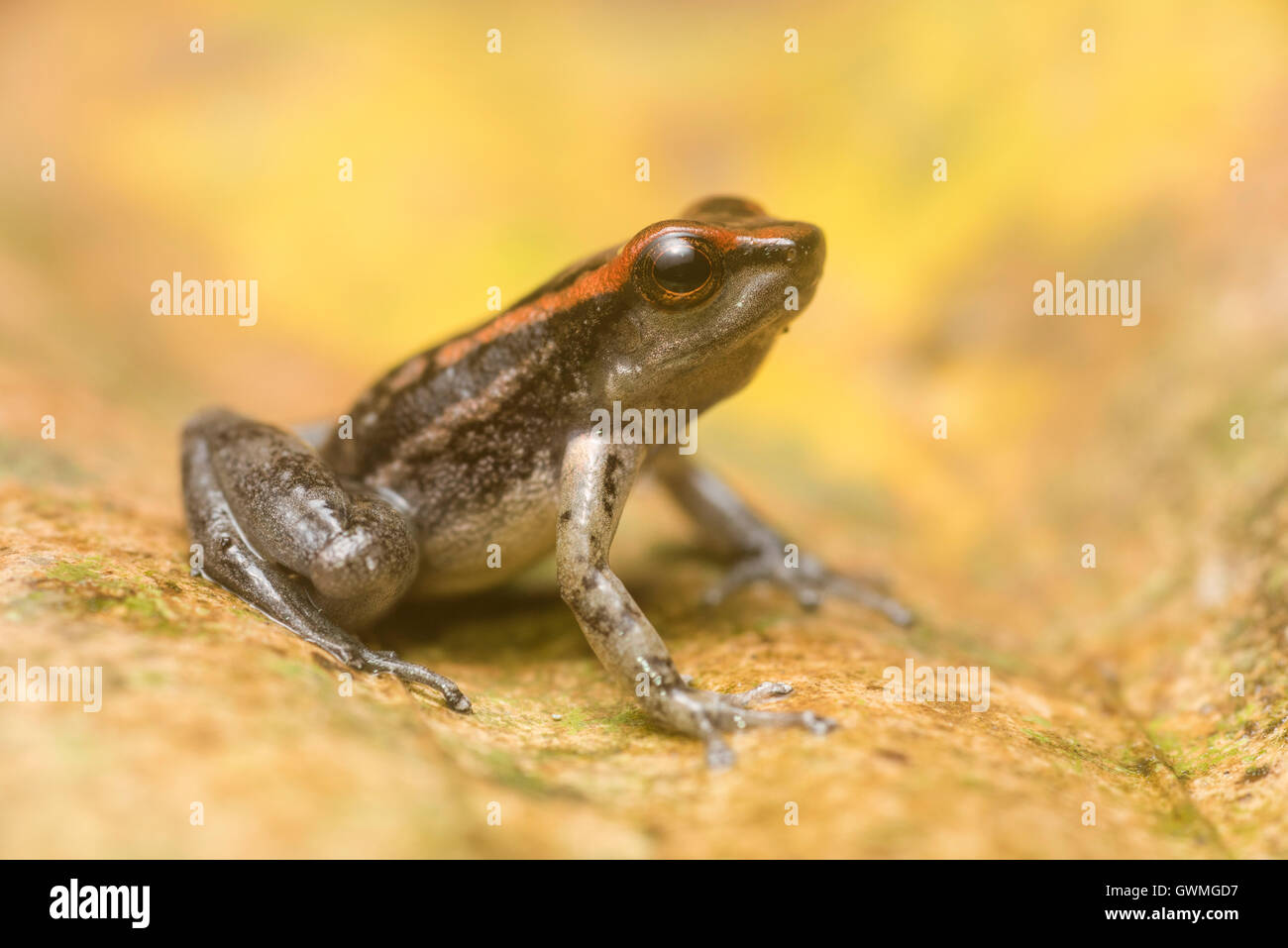 A rocket frog (Hyloxalus nexipus), a member of the poison frog family ...