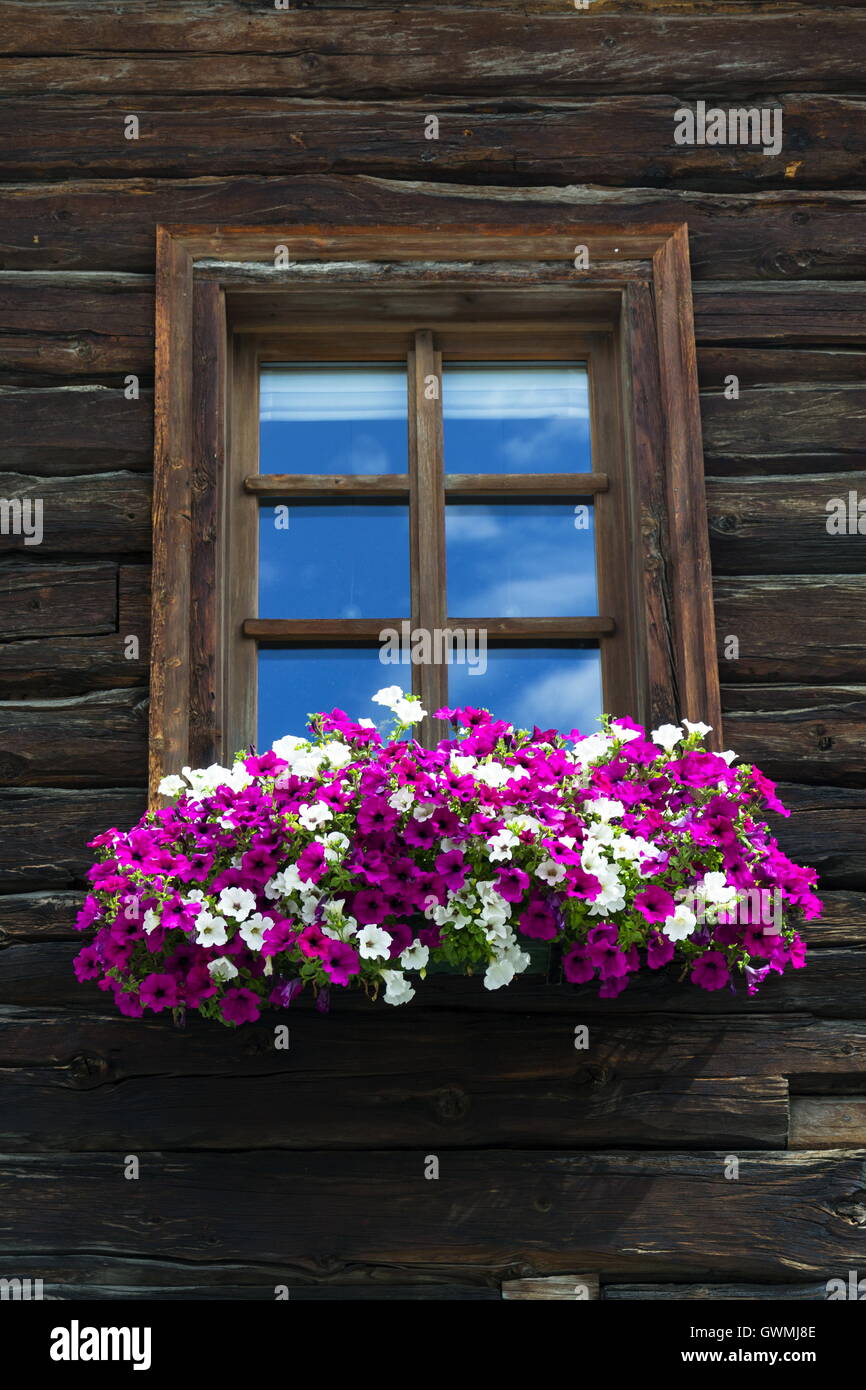White and violet flowers covering window of wooden log cabin Stock ...