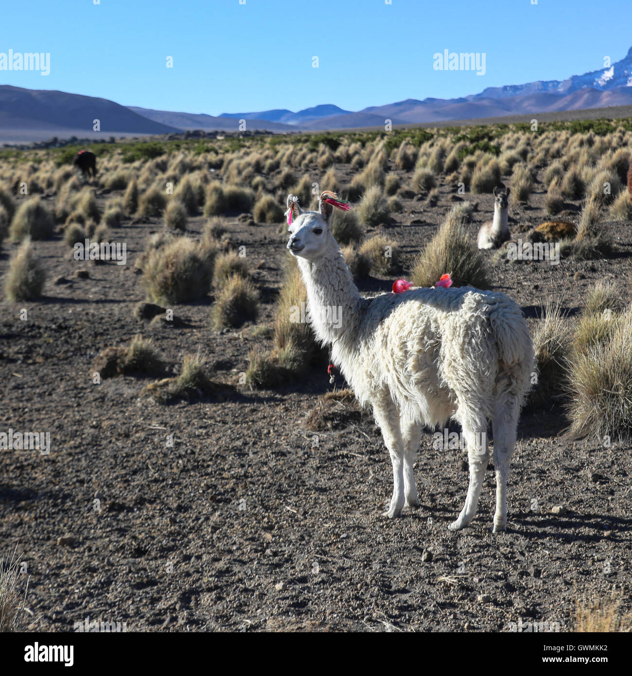 The Andean landscape with herd of llamas on Natural Park of Sajama ...