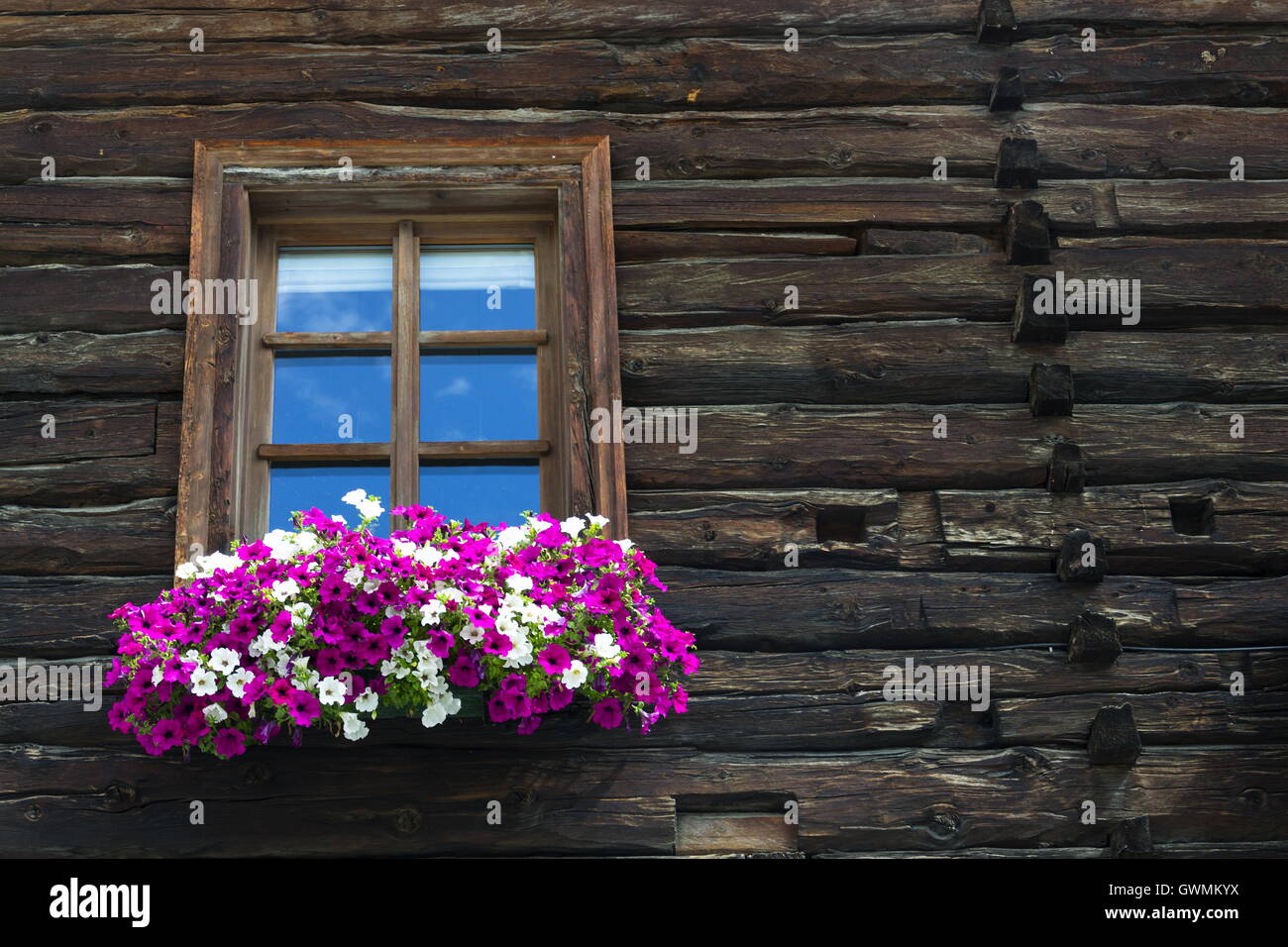 White and violet flowers covering window of wooden log cabin Stock ...