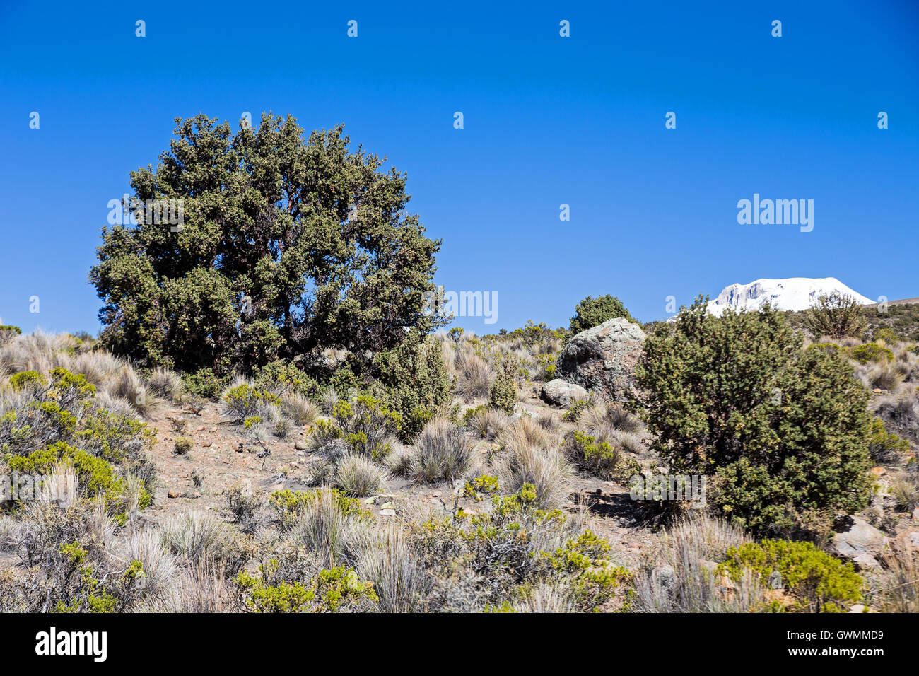 Puna grassland ecoregion hi-res stock photography and images - Alamy