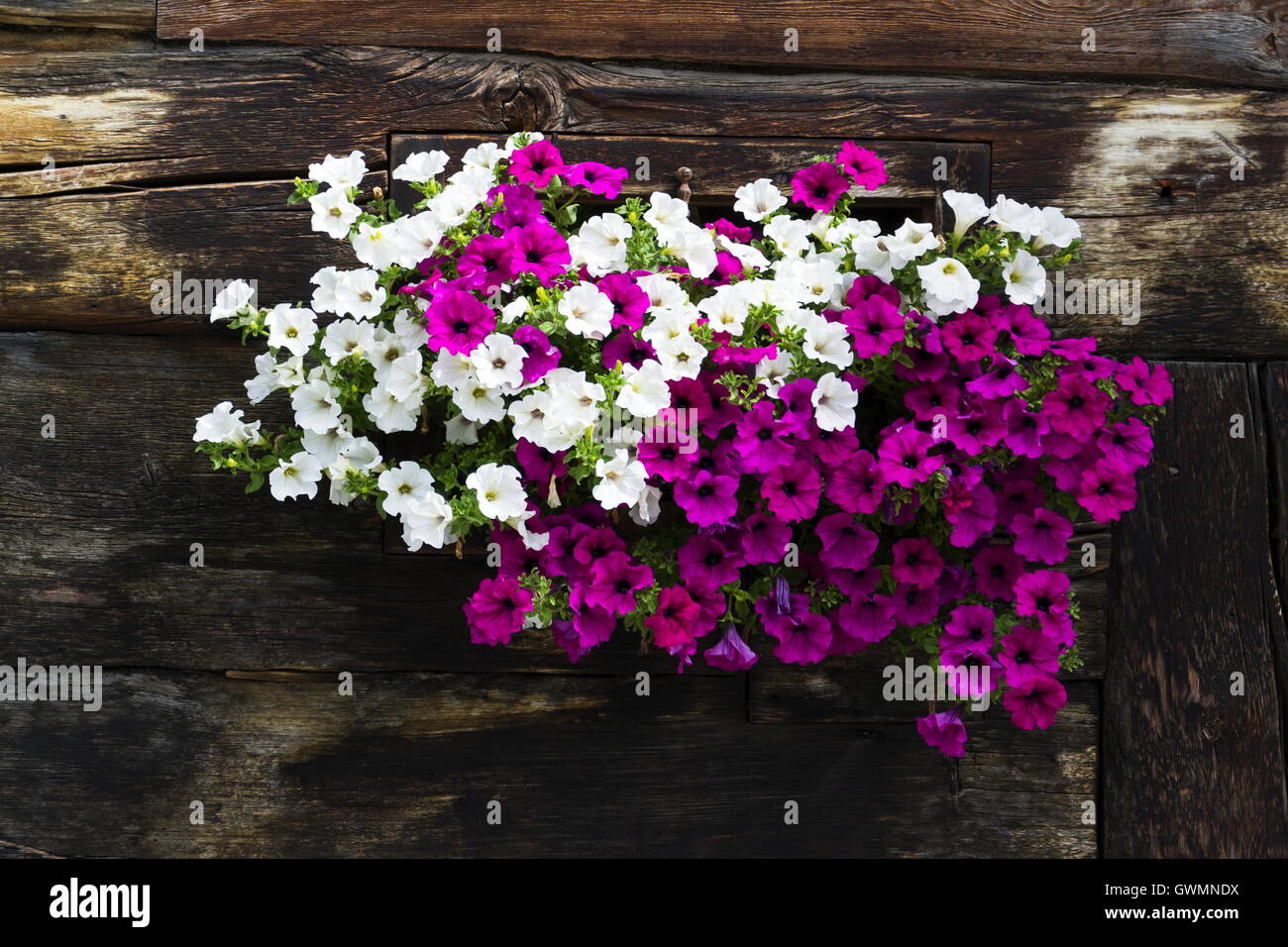 White and violet flowers covering window of wooden log cabin Stock ...