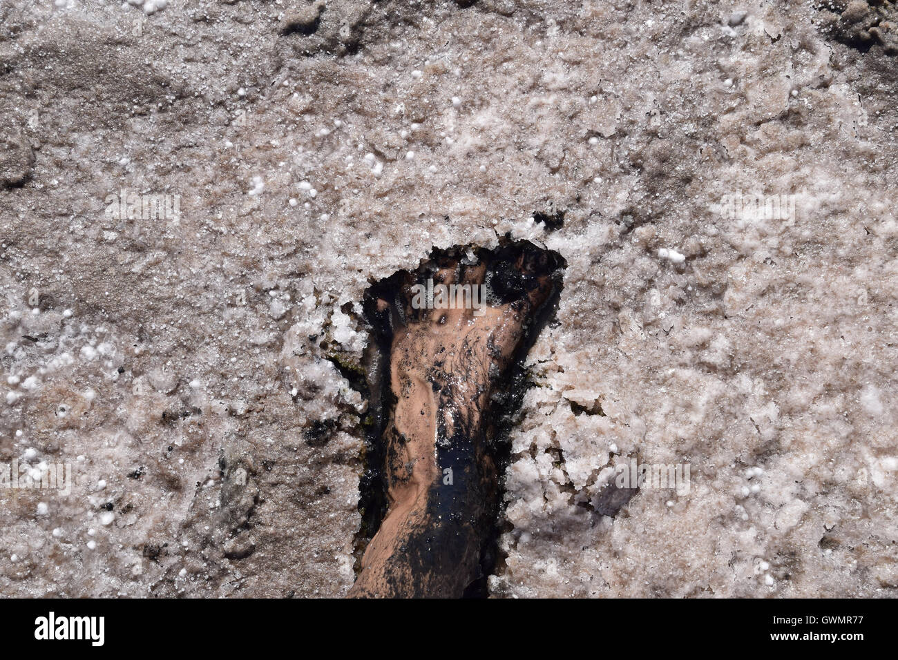 Healthy mud flat hi-res stock photography and images - Alamy