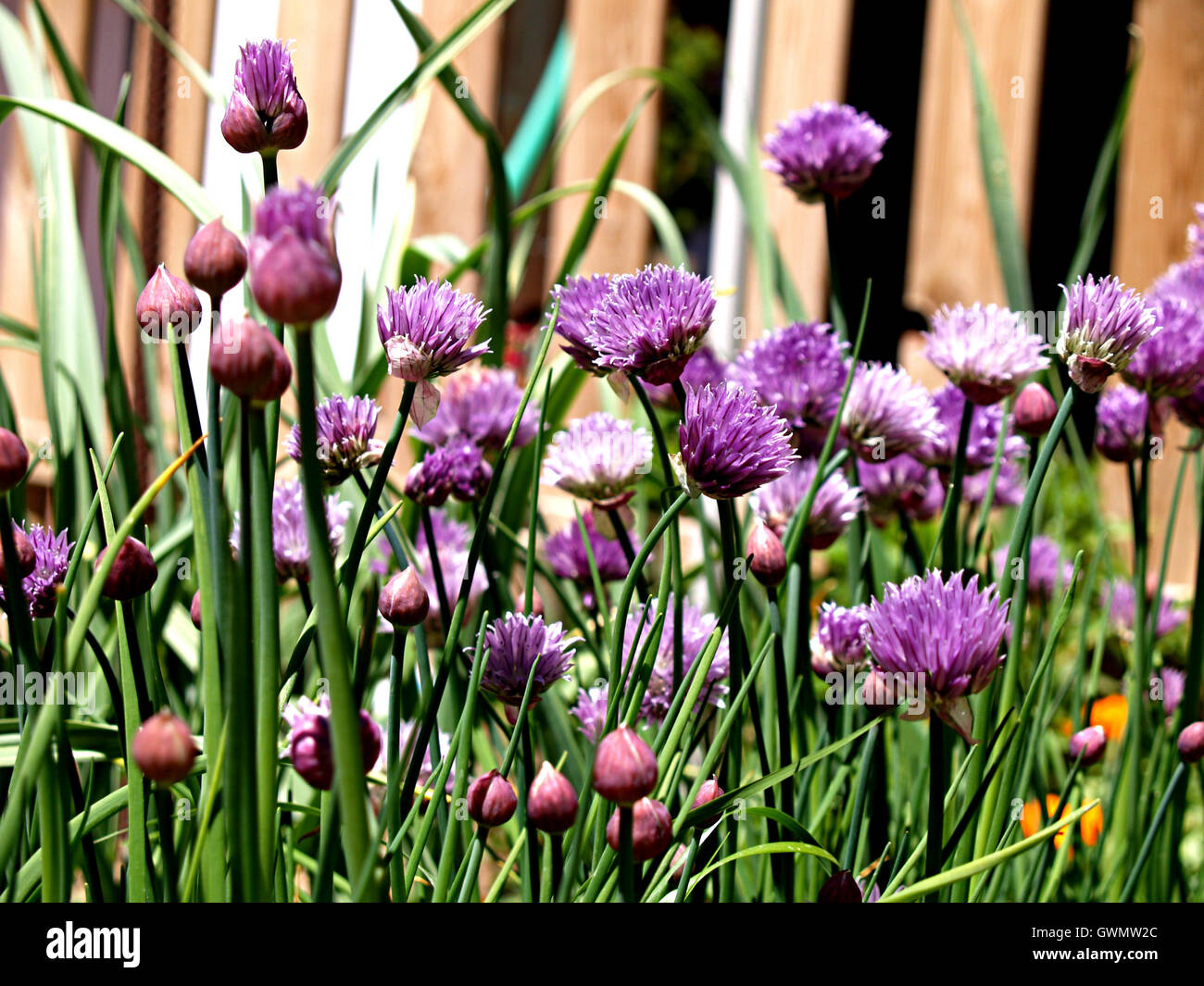 Onion Chive Flowers High Resolution Stock Photography and Images - Alamy