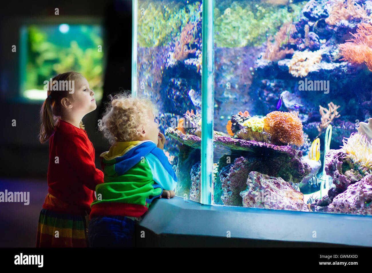 Child watching fish tank hi-res stock photography and images - Alamy