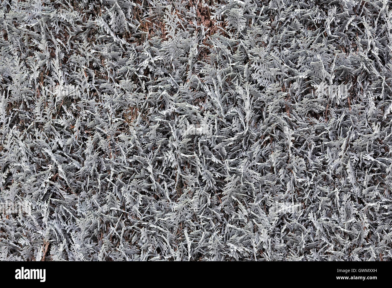Silvery grey leaves hi-res stock photography and images - Alamy