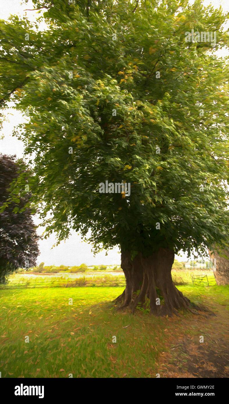 Old ancient tree hi-res stock photography and images - Alamy