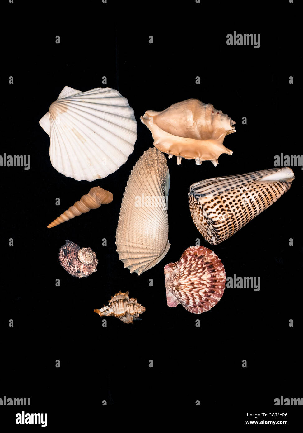 Natural collection of shells hi-res stock photography and images - Alamy