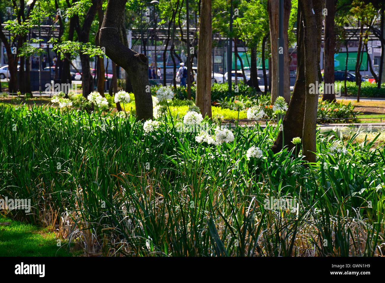 Mexico city san angel hi-res stock photography and images - Alamy