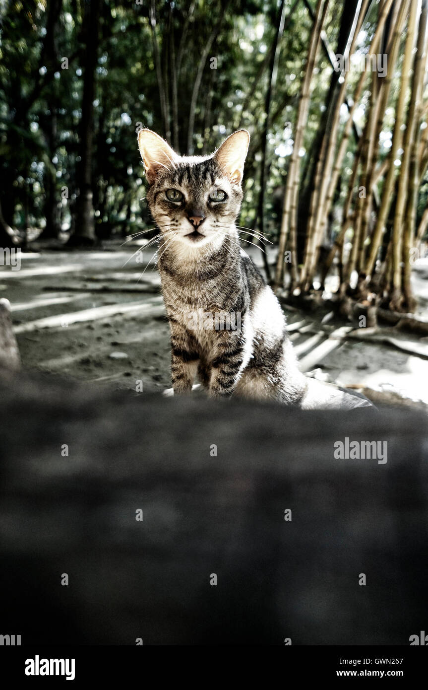 Feral cat in Papagayo Park, Acapulco, Mexico. Semi tame animals Stock ...