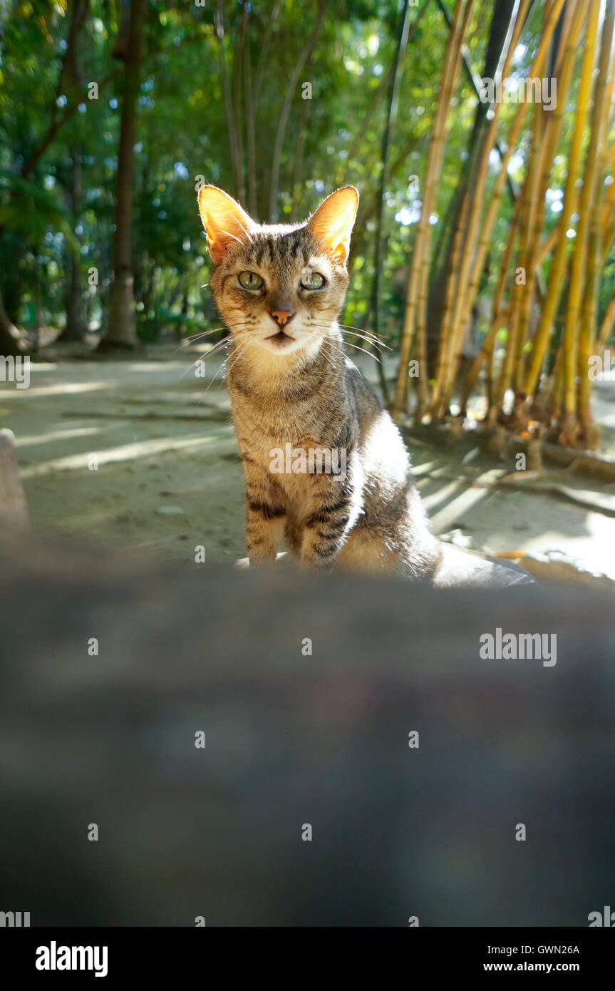 Semi tame hi-res stock photography and images - Alamy