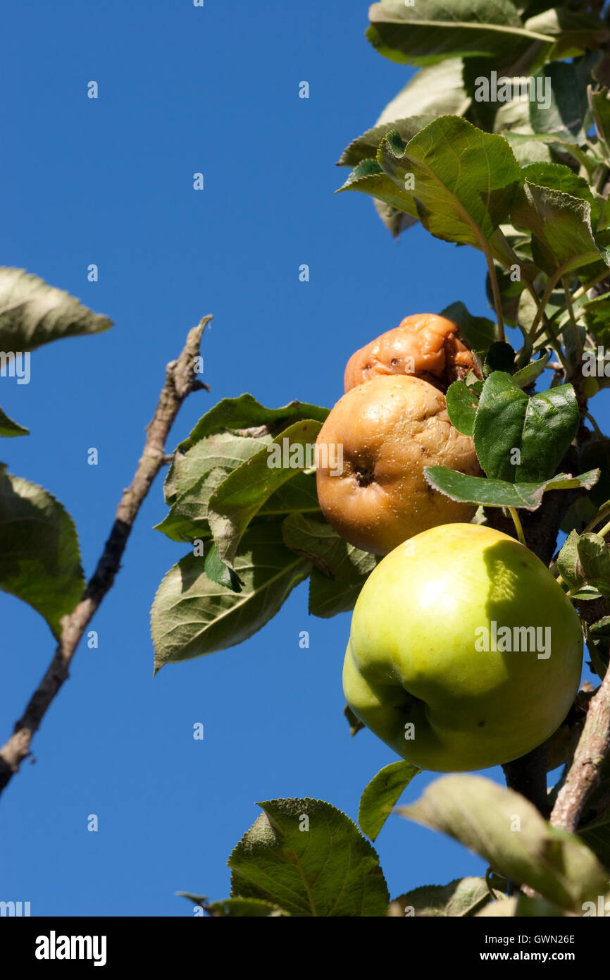 Good apple rotten apple hi-res stock photography and images - Alamy