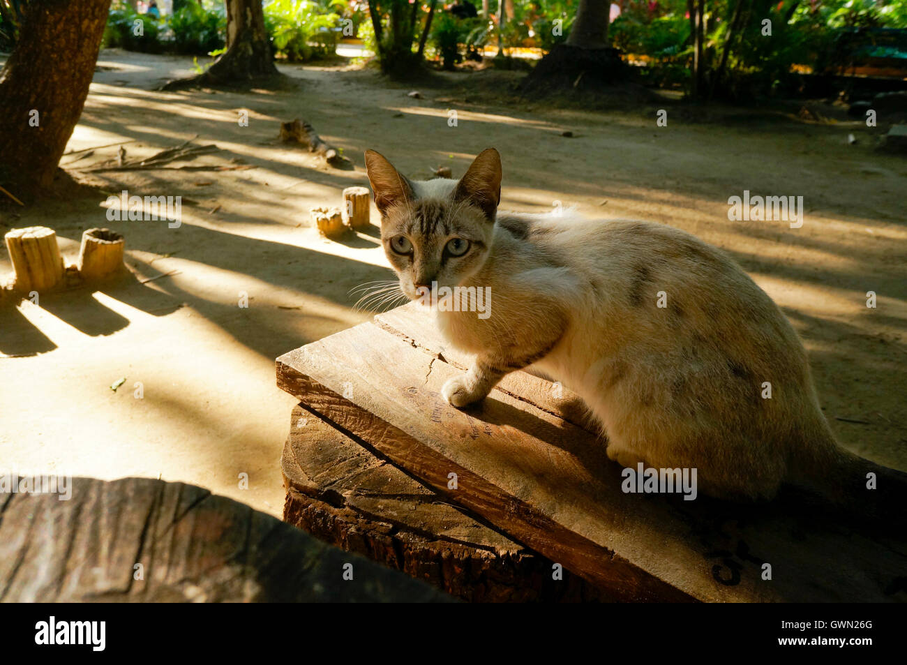 Semi tame hi-res stock photography and images - Alamy