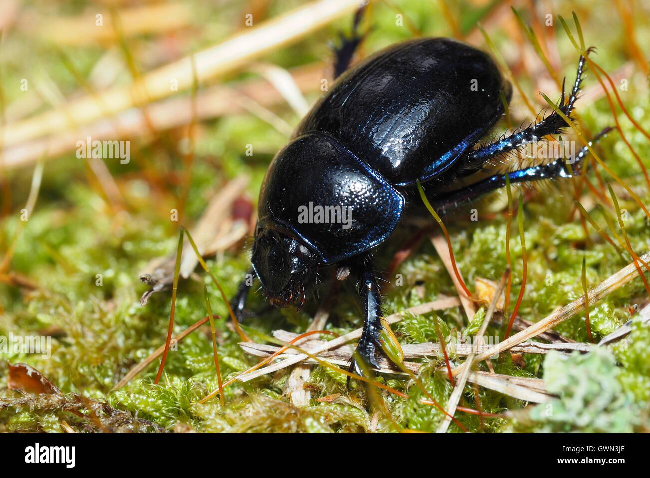 Pretty beetle hi-res stock photography and images - Alamy