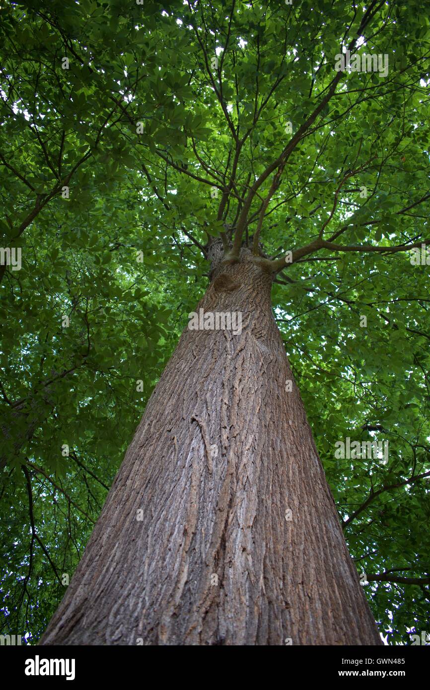 Looking up large trunk to canopy of leaves hi-res stock photography and ...