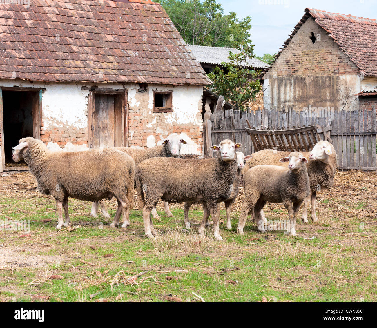 Group of sheep Stock Photo - Alamy