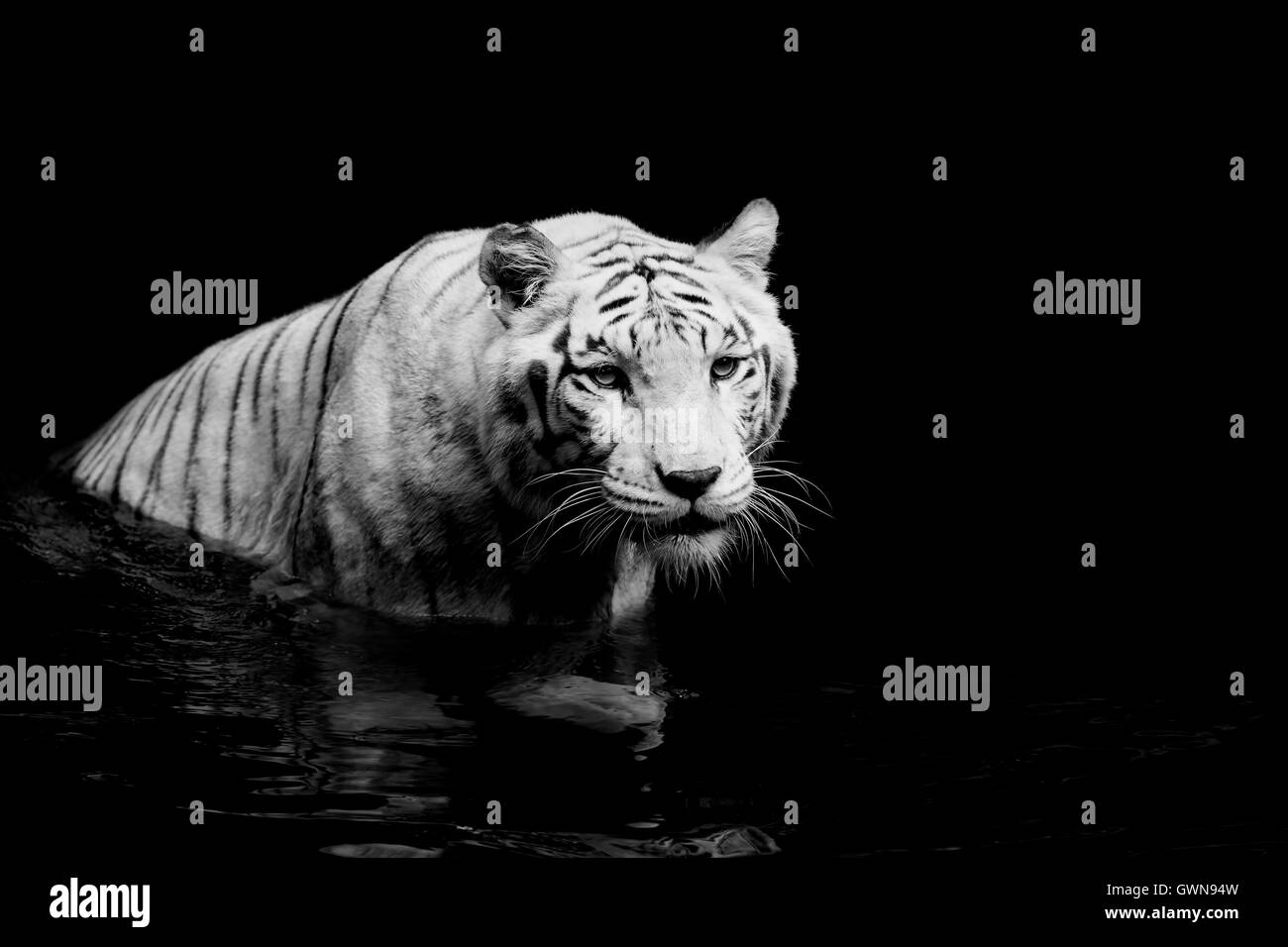 Dangerous cats Black and White Stock Photos & Images - Alamy