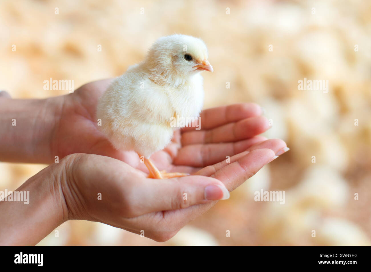 Holding a chick in hand Stock Photo - Alamy