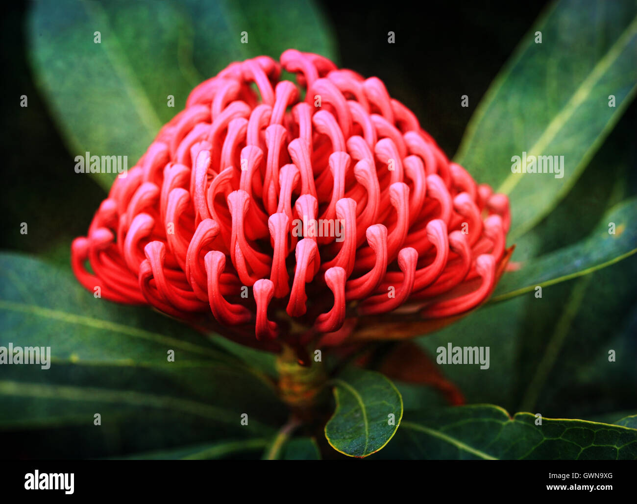 Waratah with leaves hi-res stock photography and images - Alamy
