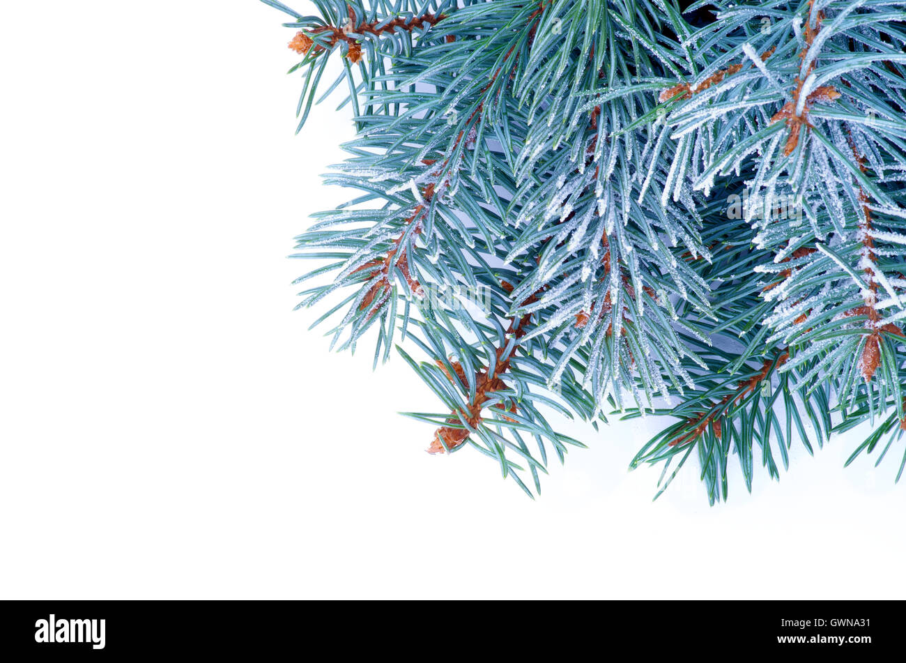 Blue Spruce Branch Stock Photo - Alamy