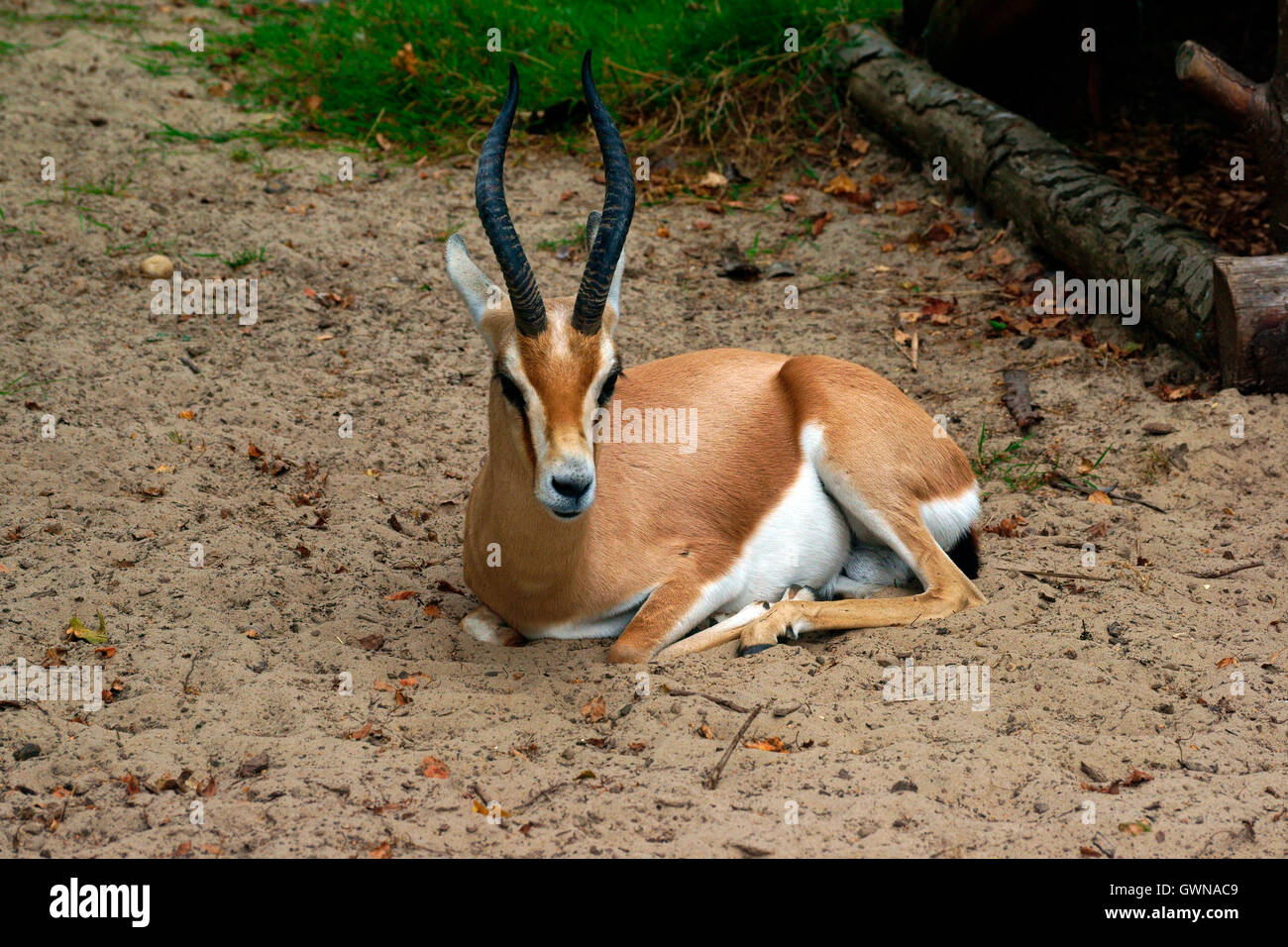 Gazelle stotting hi-res stock photography and images - Alamy