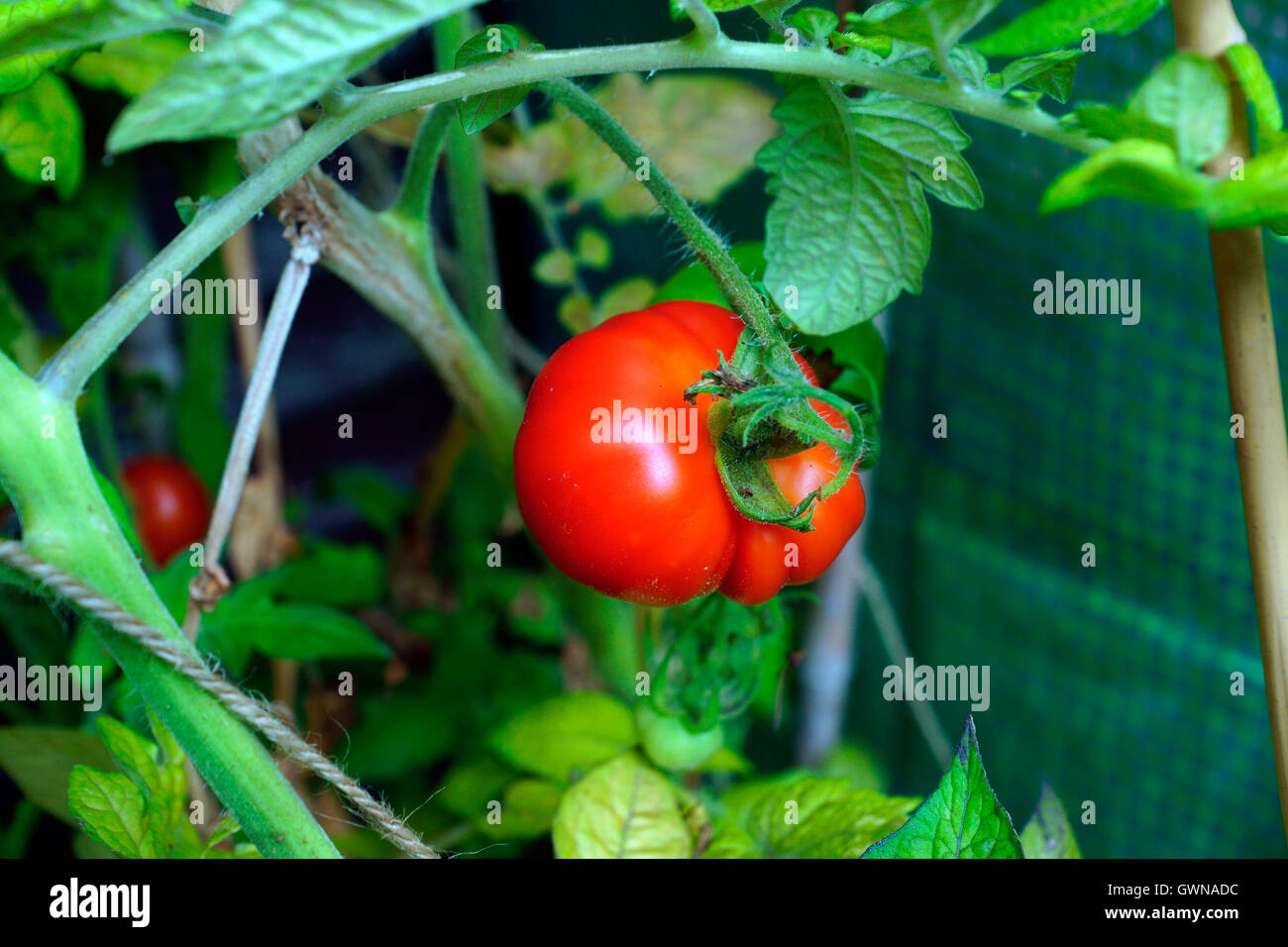 RIPE TOMATO READY FOR PICKING Stock Photo - Alamy